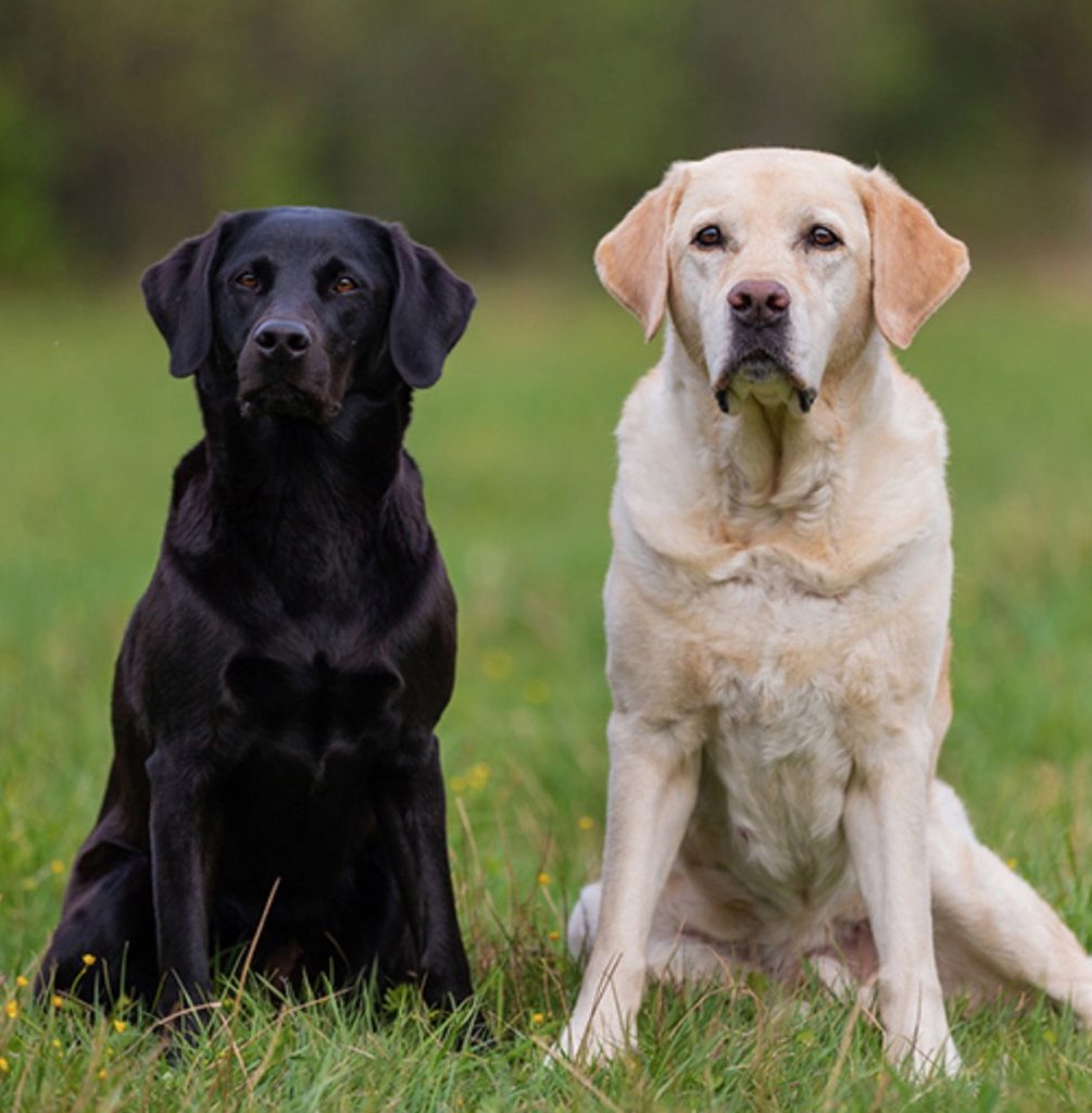 Kennels – Little Acre Kennels & Cattery